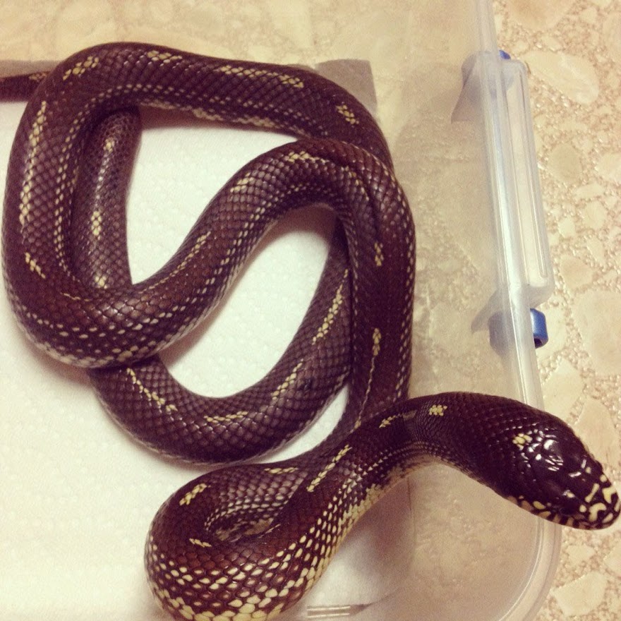 Reptile Shows, Exotic Animals & Bird Rentals for Events